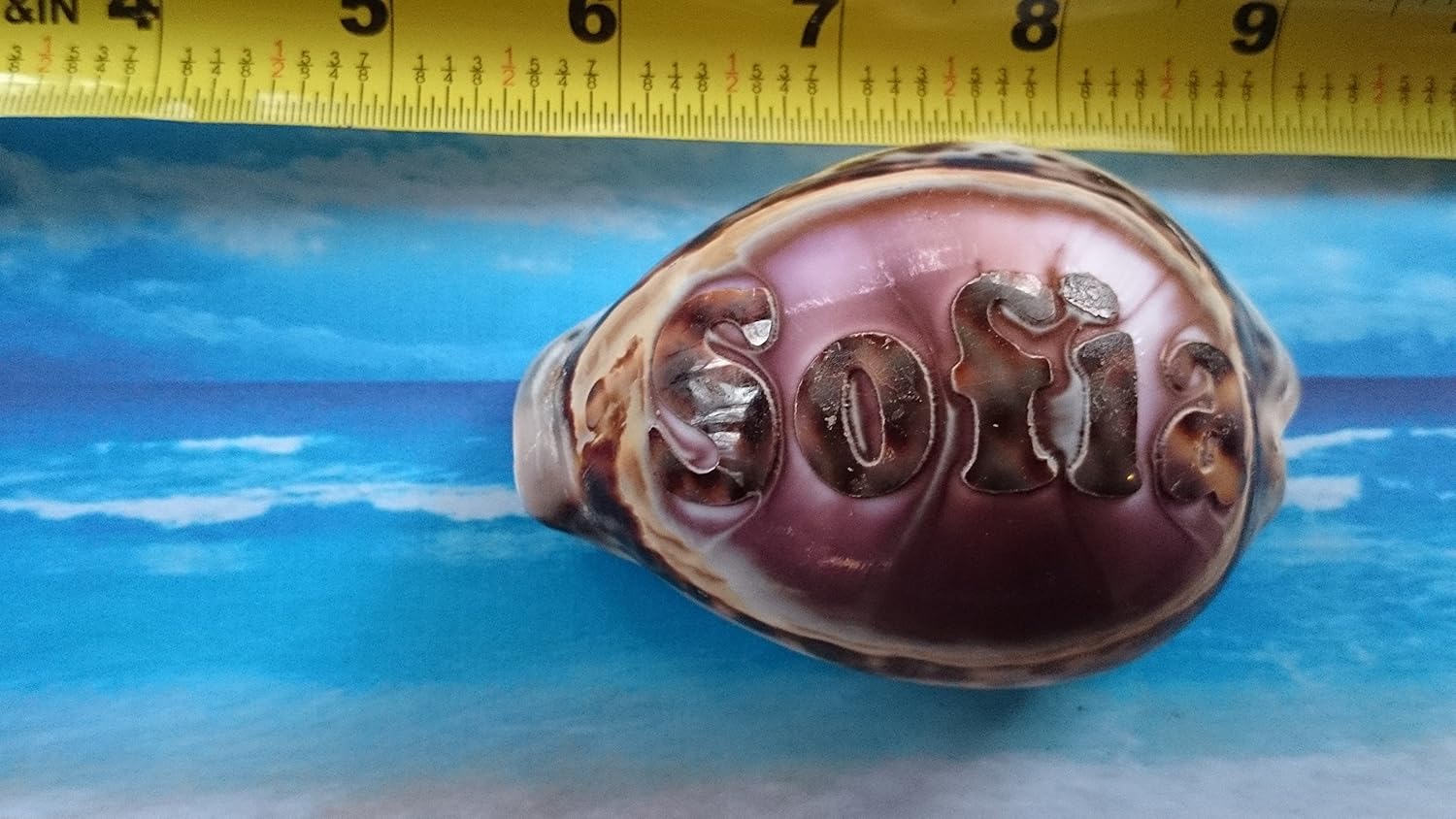 Amazon.com: 'Sofia' Personalized Custom Engraved Shells. Names Engraved ...