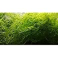 Amazon.com: Java Moss Live Plant for Aquarium - 3x3 Inch : Pet Supplies