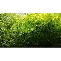 Amazon.com: SoShrimp Java Moss Live Aquarium Plant : Pet Supplies