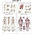 Amazon.com: Palace Learning Muscular & Skeletal System Anatomical ...