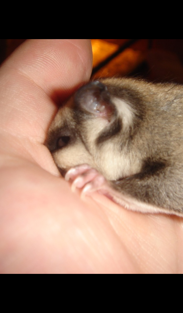 sugar glider Wallpaper -- HD Wallpapers of sugar gliders!:Amazon.de ...