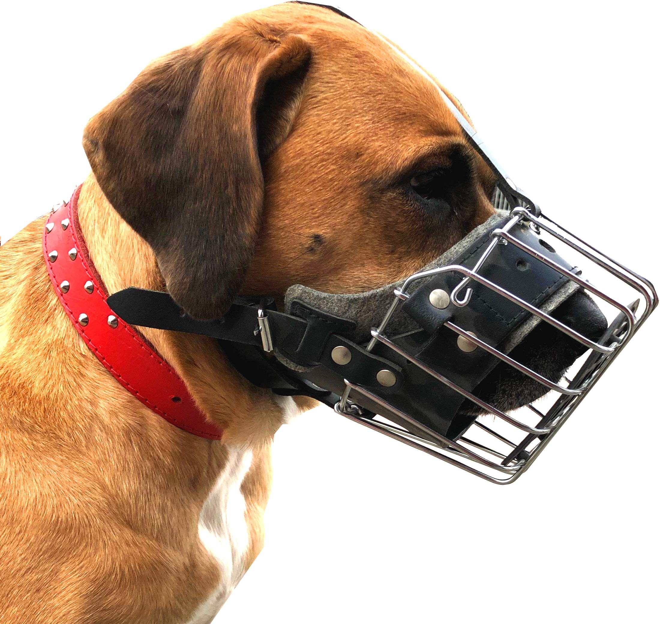 Buy Dingo Professional Metal Muzzle Reinforced for Muzzle Work and Dog ...