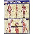 Muscular System QuickStudy Laminated Reference Chart (QuickStudy ...