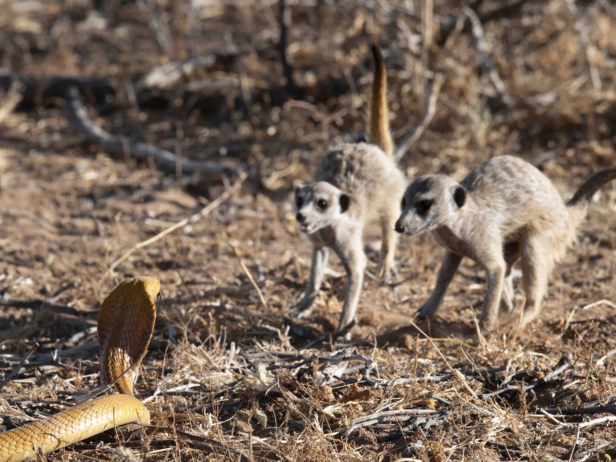 Watch Meet The Meerkats - Season 1 | Prime Video