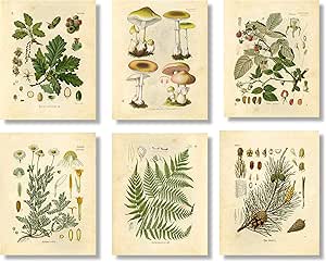 Amazon.com: Ink Inc Botanical Prints Woodland Plants Set of 6 8x10 Home ...
