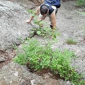 50 Hikes in Connecticut (6th Edition) (Explorer's 50 Hikes): Mary Anne Hardy: 9781682682555 ...