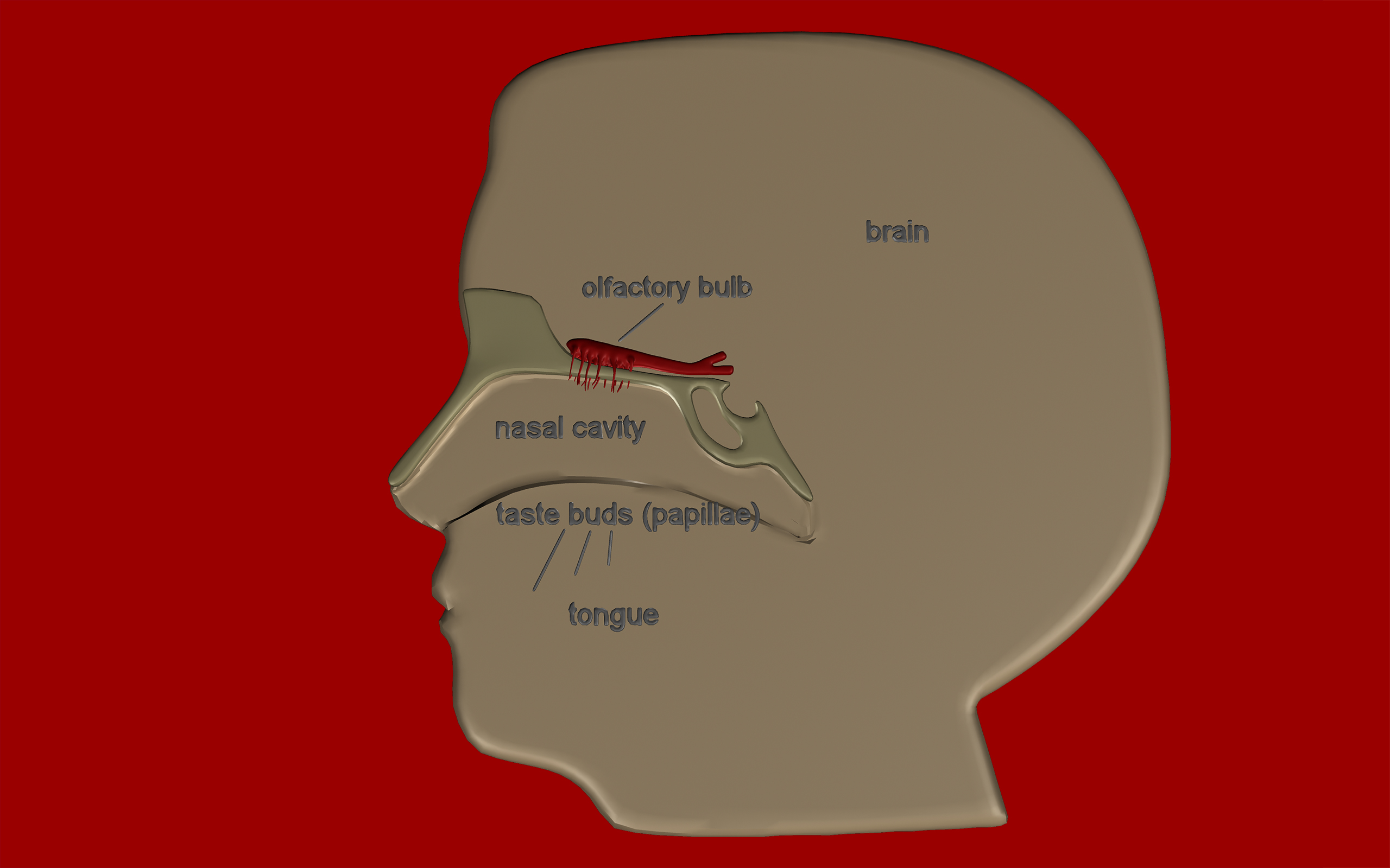 Organs for Taste and Smell : Amazon.ca: Apps for Android