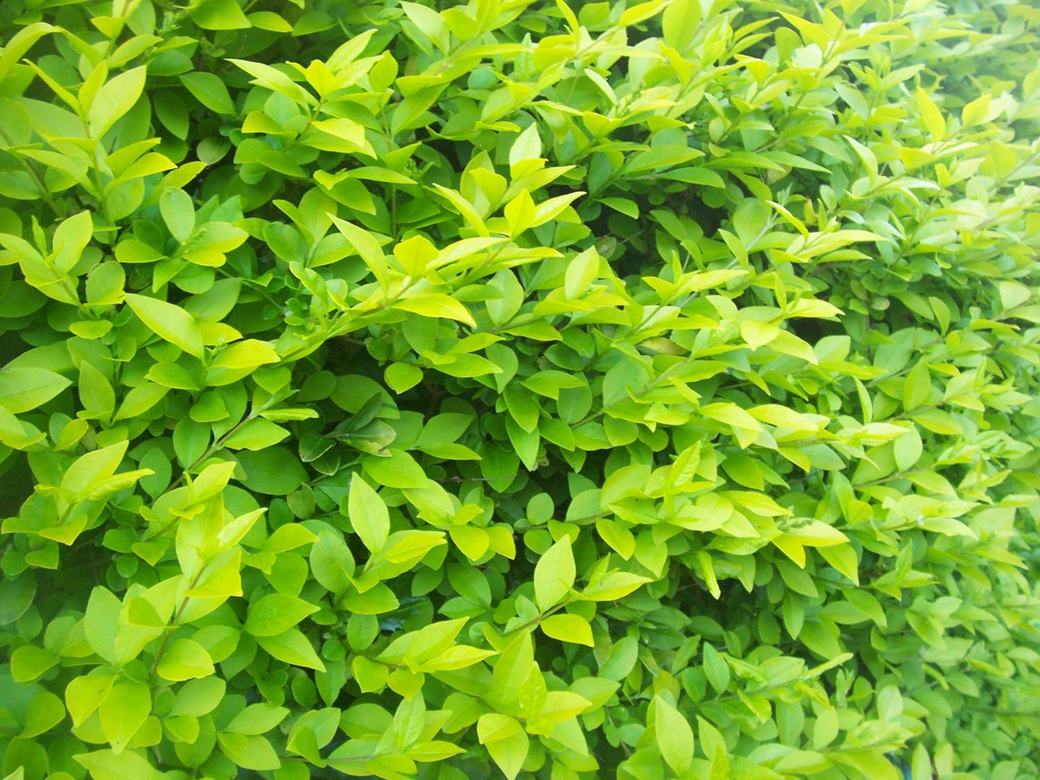 25x LIGUSTRUM ovalifolium Aureum – Golden Privet – 40-60cm – Bare Root ...