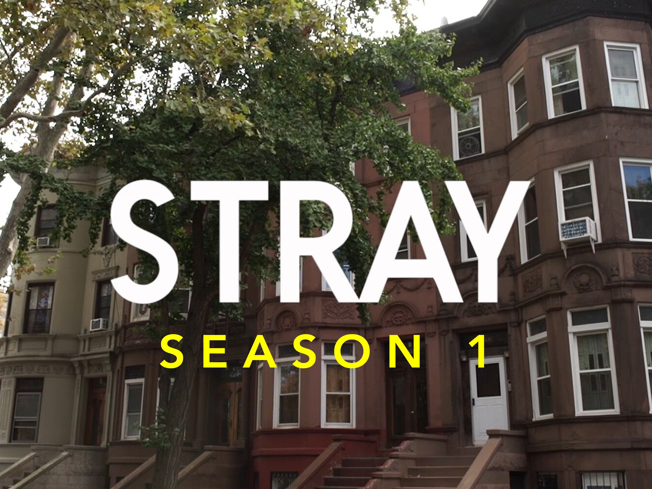 Watch Stray - Season 1 | Prime Video