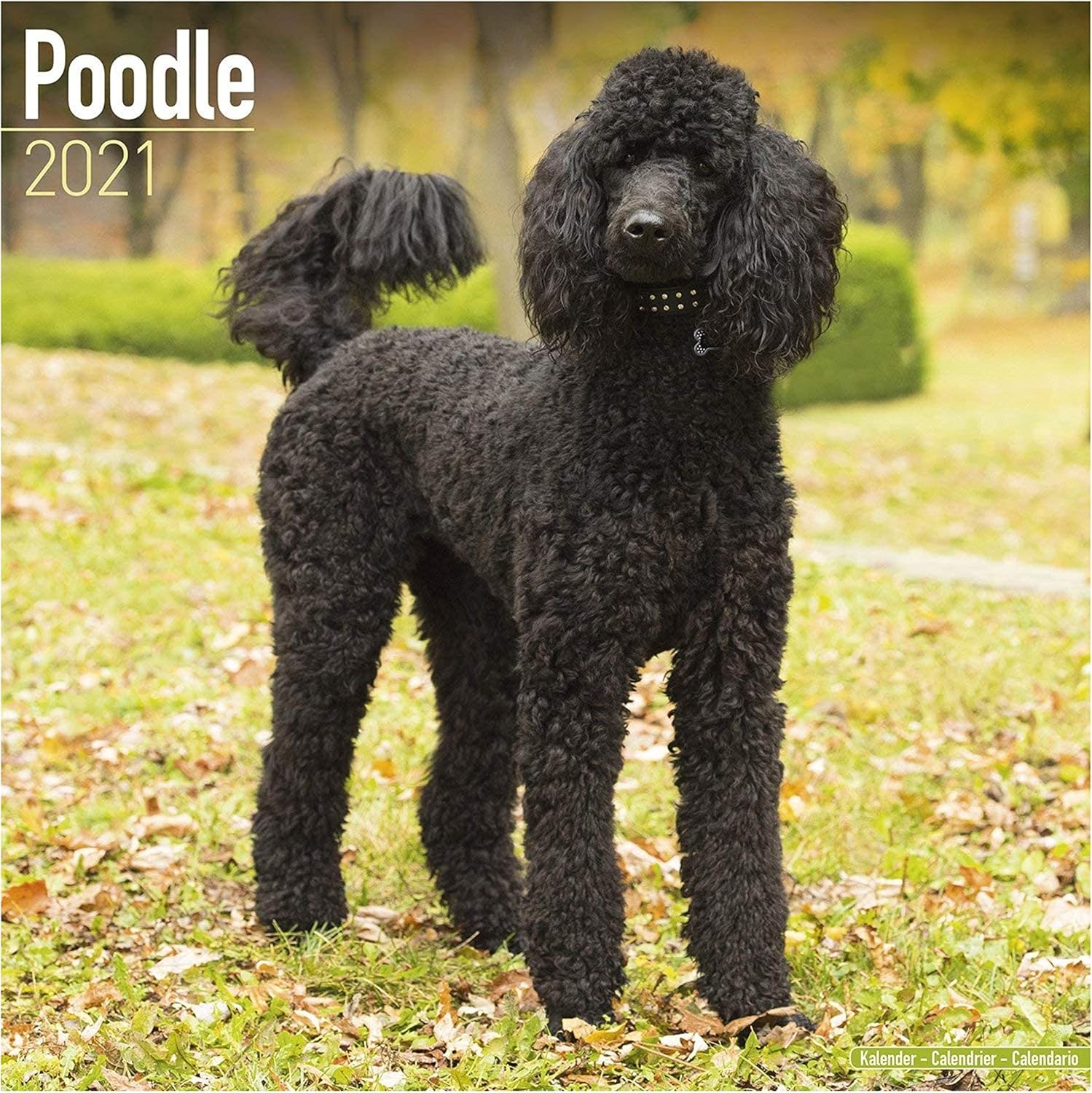 Poodle Calendar 2021 | Square Dog Breed Wall Calendar | 16 Month | with ...