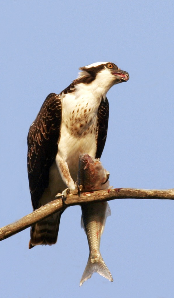 Osprey Wallpaper -- HD Wallpapers of Ospreys!:Amazon.co.uk:Appstore for ...