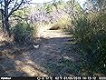 Amazon.com: Foxelli Trail Camera – 14MP 1080P Full HD Wildlife Scouting ...
