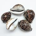 Amazon.com: PEPPERLONELY 5PC Polished Tiger Cowrie Sea Shells, 2-1/2 ...