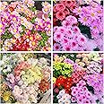 Amazon.com : 1000+Pyrethrum Seeds for Planting -Pyrethrum Flower Seeds ...