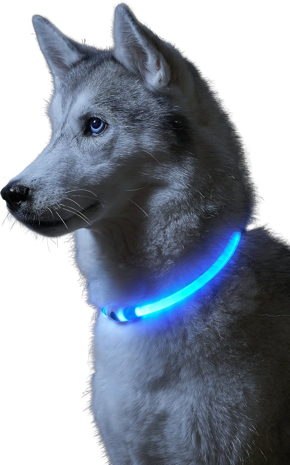 Auraglow Super Bright LED Light Up Dog Collar High Visibility Flashing ...