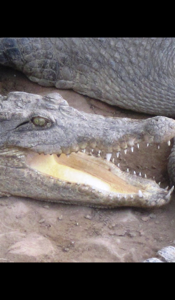 Alligator Wallpaper -- HD Wallpapers of Alligators! : Amazon.ca: Apps ...