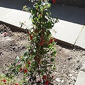 Flowering Standard Fuchsia Trees (Pair): Amazon.co.uk: Garden & Outdoors