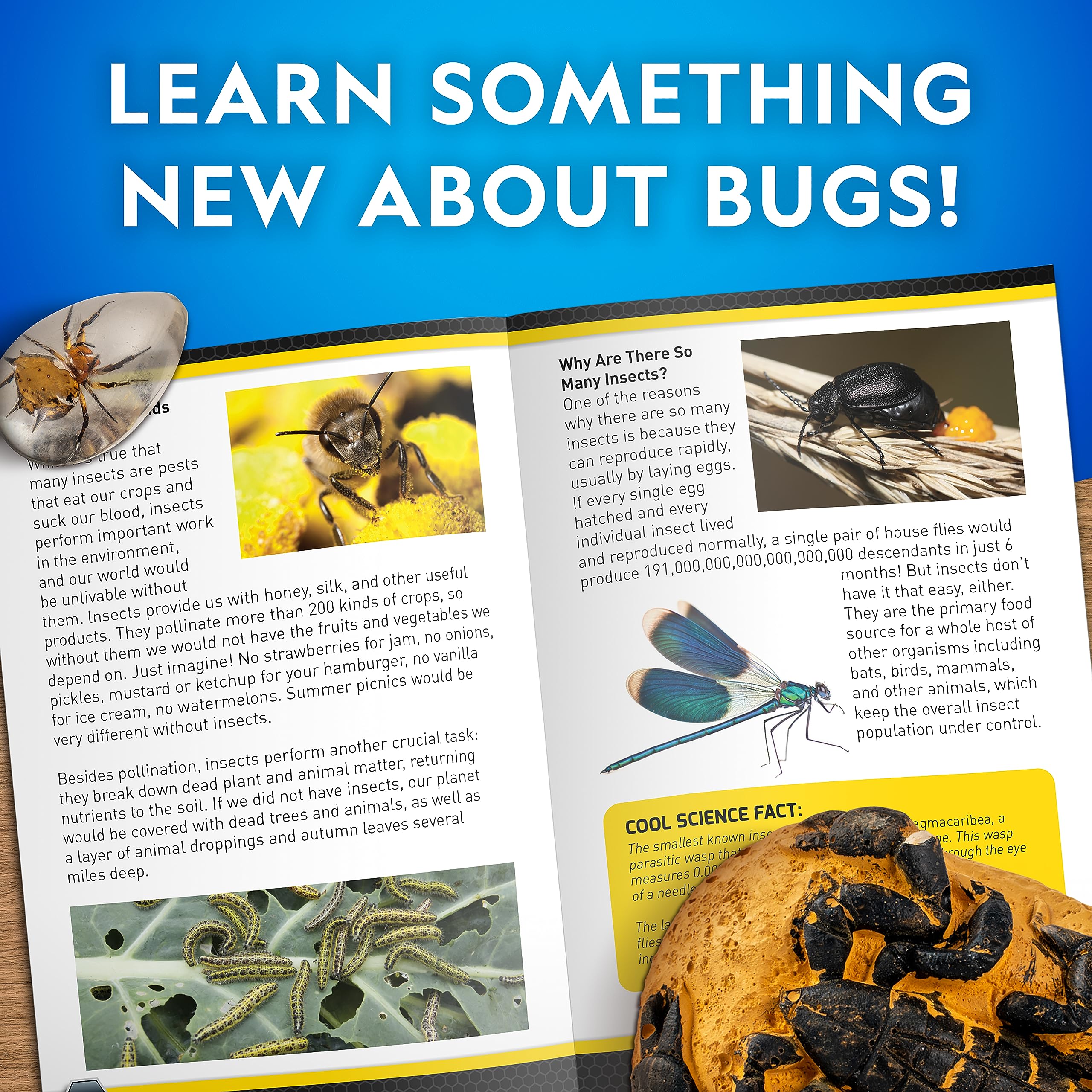 Mua Real Bug Dig Kit - Dig up 3 Real Insects including Spider, Fortune ...
