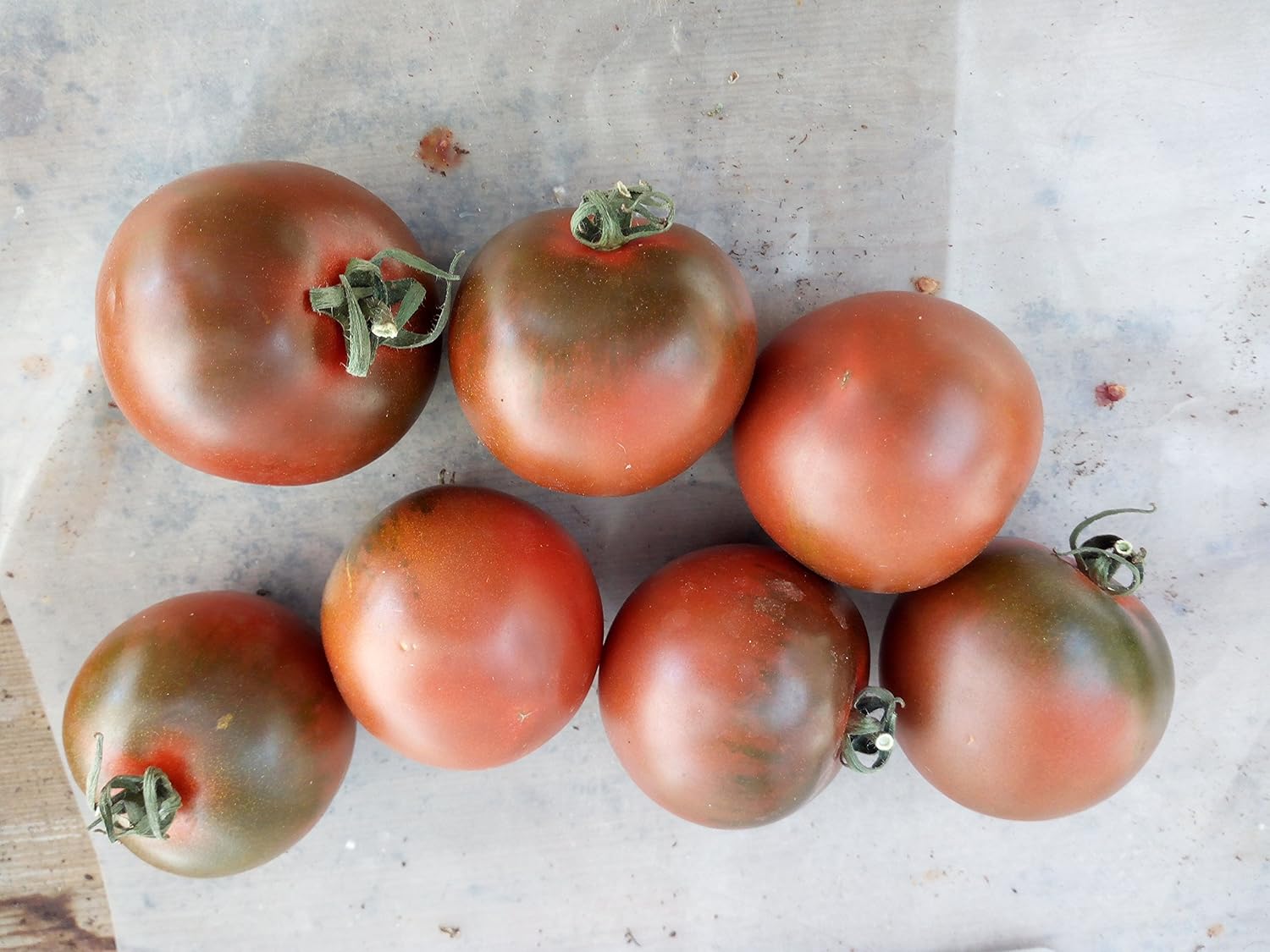Seeds Tomato CAMONE SARDO: Amazon.co.uk: Garden & Outdoors