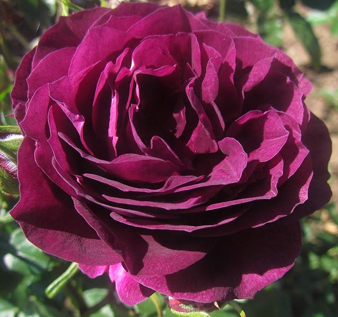 Midnight Blue - 5.5lt Potted Floribunda Garden Rose Bush - Deep Purple ...