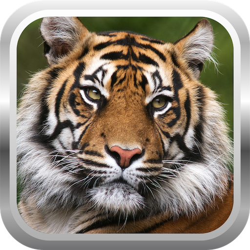 African Tiger Shooter 3D:Amazon.co.uk:Appstore for Android