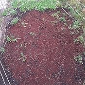 Miracle-Gro Patch Magic Grass Seed, Feed & Coir 1015g: Amazon.co.uk ...