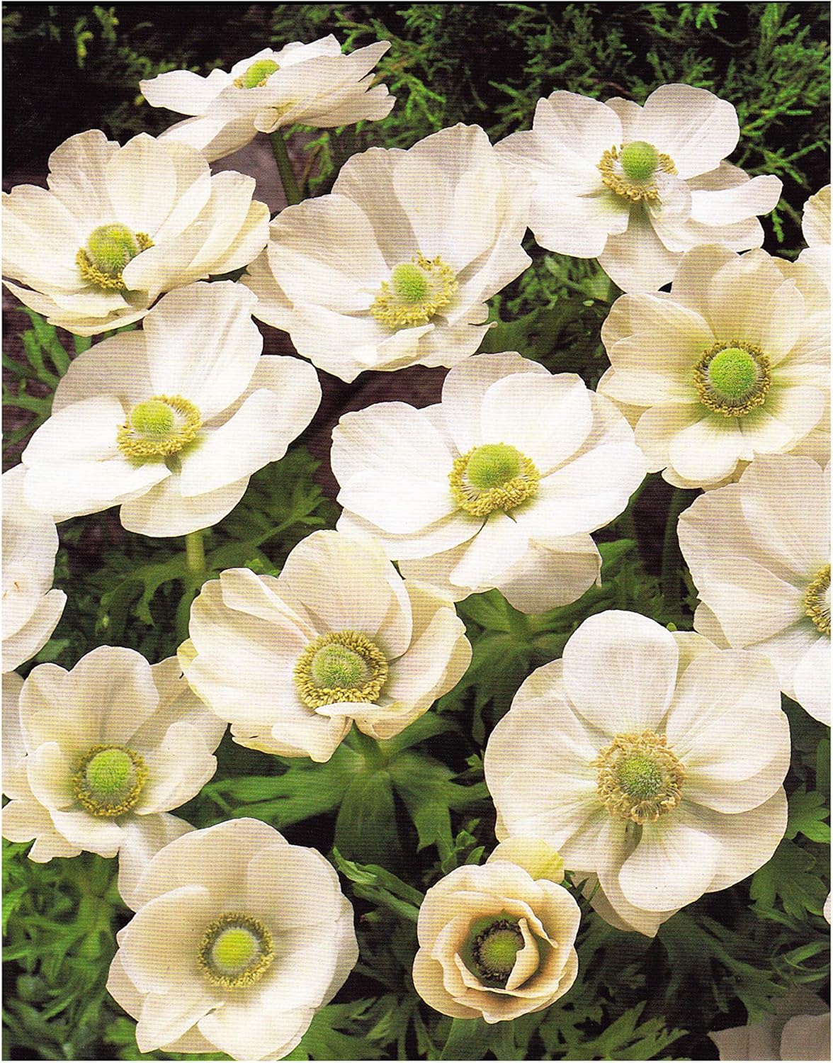 GARTHWAITE NURSERIES® : - 30 Anemone The Bride (De Caen Coronaria) Pure ...