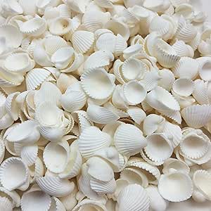 Amazon.com: PEPPERLONELY Small White Clam Rose Sea Shells, 8 OZ Apprx ...