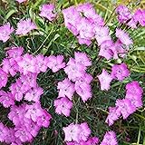 Amazon.com : Outsidepride Dianthus Superbus Mix - 5000 Seeds ...