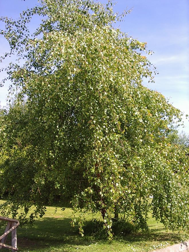 5 Silver Birch Trees 3-4ft,Stunning Winter Colour,Betula Pendula Plants ...