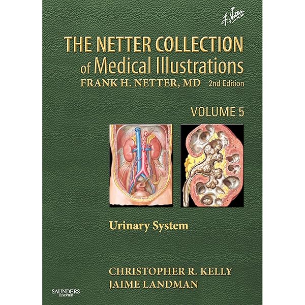 Netter Illustration Of Pregnancy The Netter Collection Of Medical