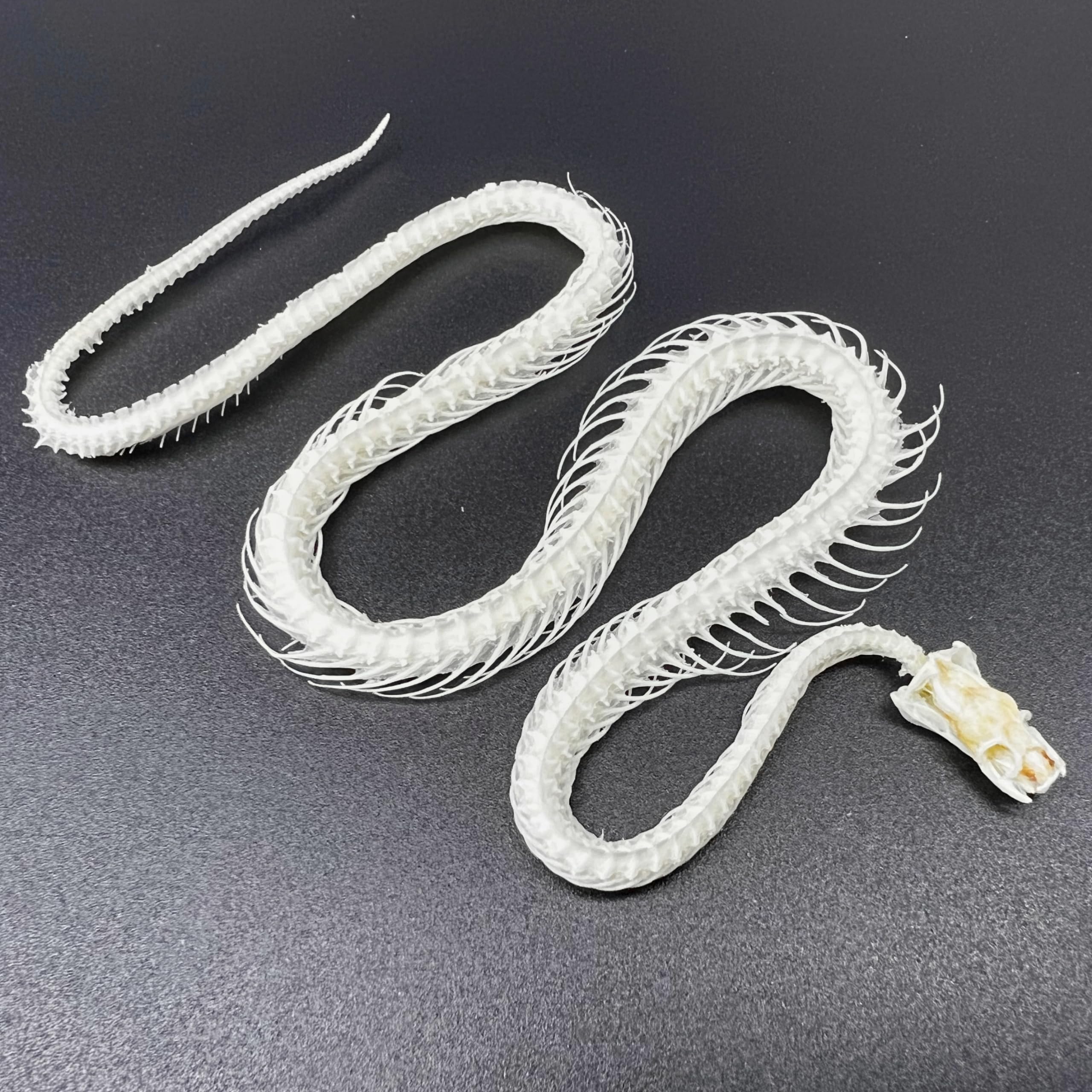 Mua Taxidermy Animals Real Skulls - Taxidermy Supplies for Science ...