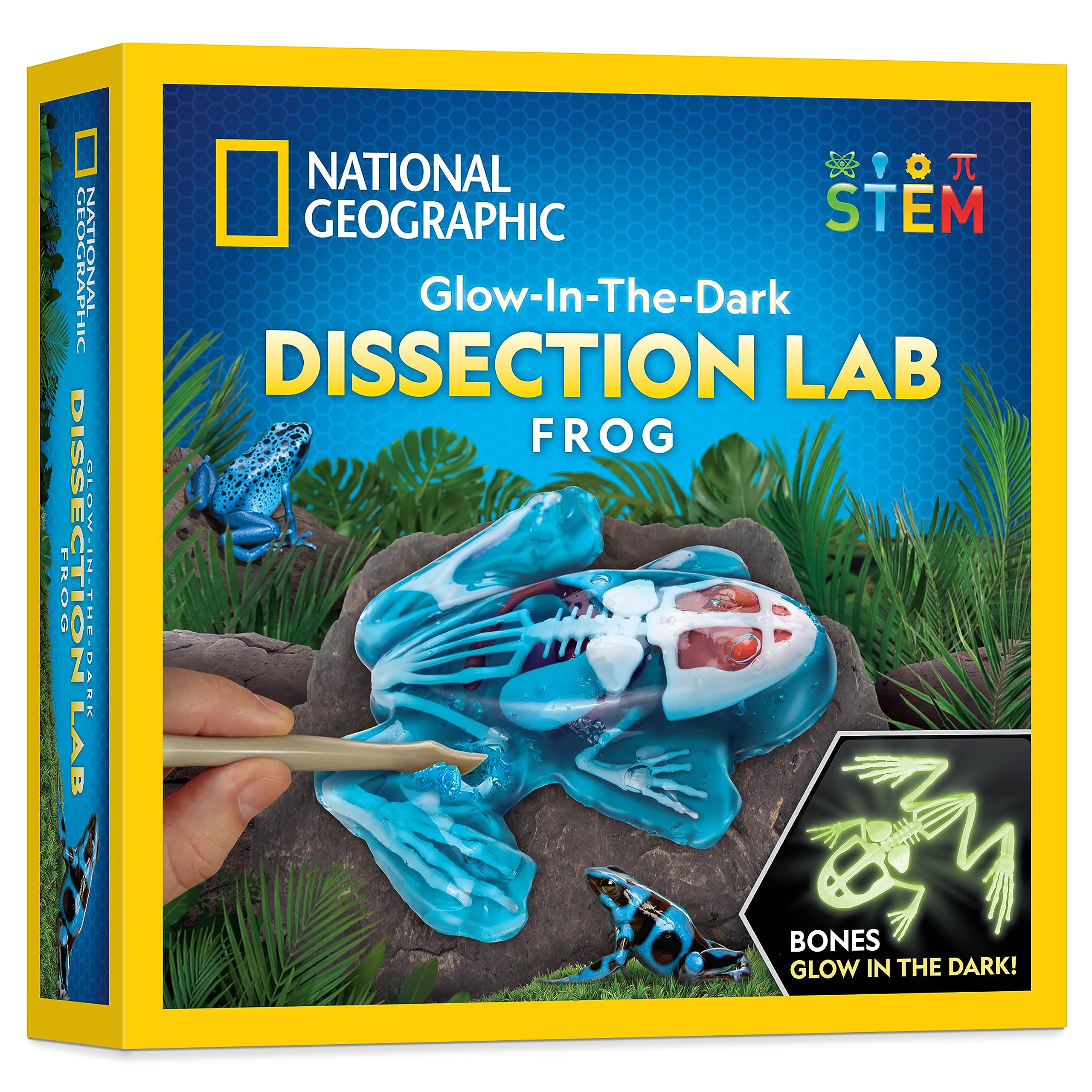 Mua Frog Dissection Kit Anatomy Lab - Glow in the Dark Synthetic Frog ...