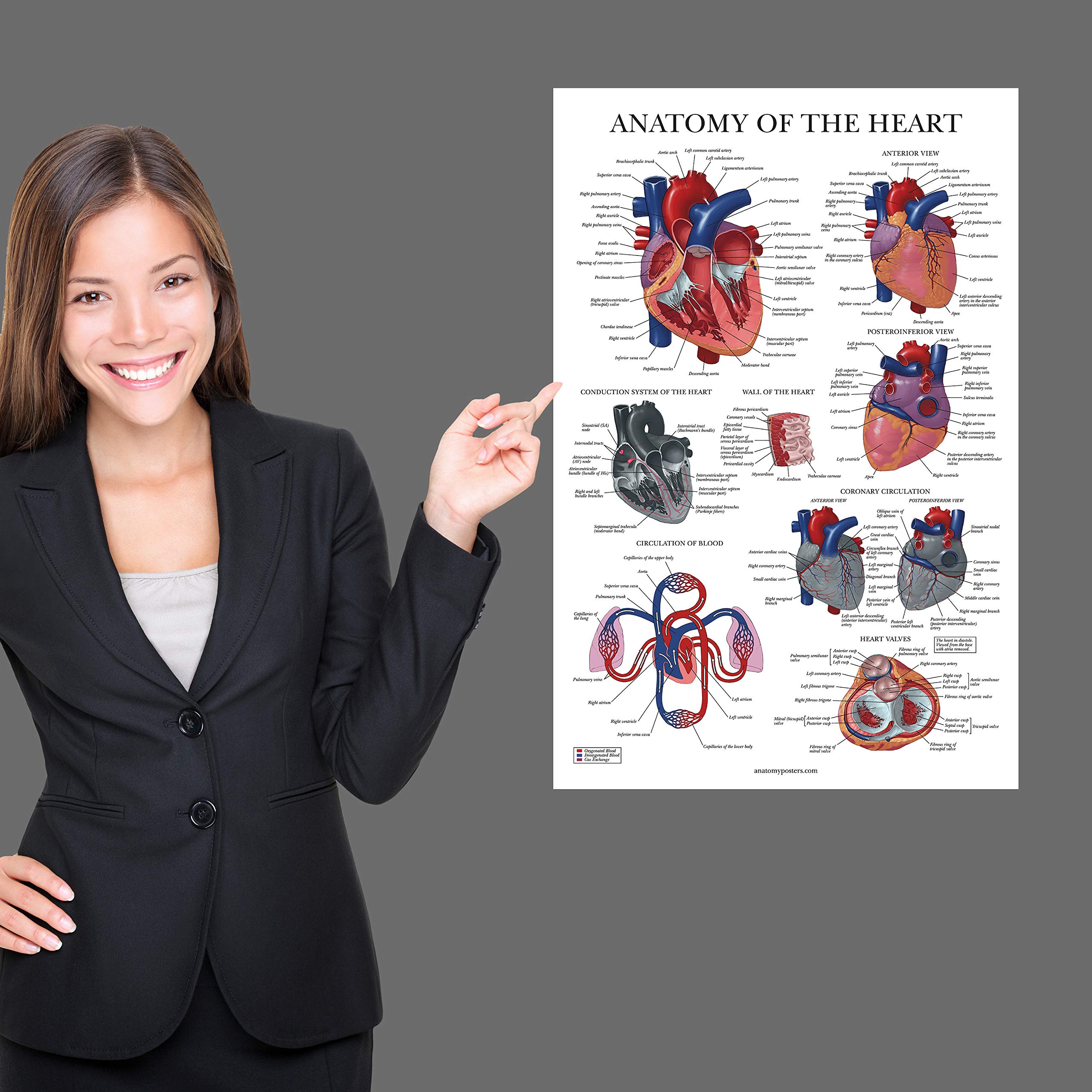 Mua Palace Learning Heart Anatomy Poster - LAMINATED - Anatomical Chart ...