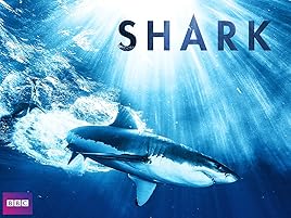 Watch Shark - Season 1 | Prime Video