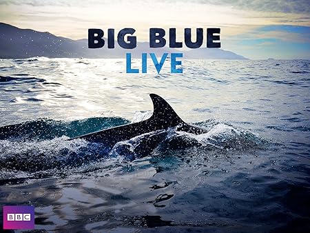 Watch Big Blue | Prime Video