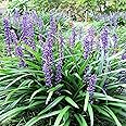 Amazon.com : Monkey Grass Seeds Liriope Perennial Low Maintenance ...