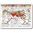 Feline Design-The Cat's Body Systems - A Double-Sided, Laminated Cat ...