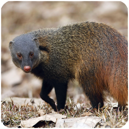 Mongoose And Bandicoot Rats Sounds: Amazon.com.au: Appstore for Android