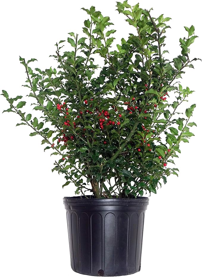 Amazon.com: Ilex X meserveae 'Blue Princess' (Blue Holly) Evergreen, #3 ...