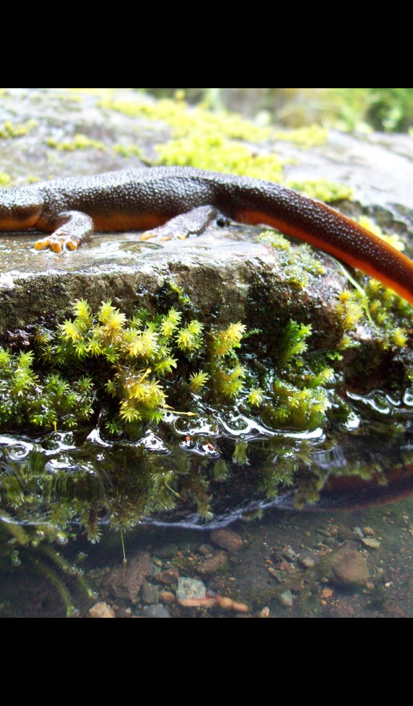 Newt Wallpaper -- HD Wallpapers of Newts!:Amazon.fr:Appstore for Android