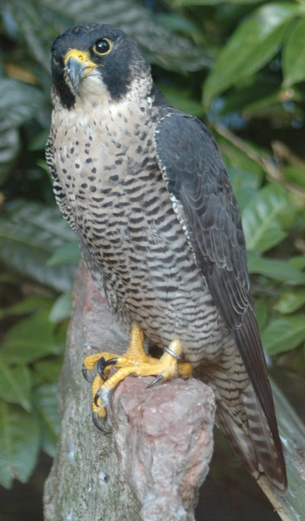 Peregrine Falcon Wallpaper -- HD Wallpapers of Peregrine Falcons ...