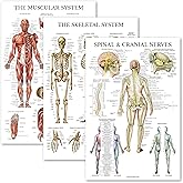 Amazon.com: Palace Learning 3 Pack - Muscle + Skeleton + Nervous System Anatomy Poster Set ...