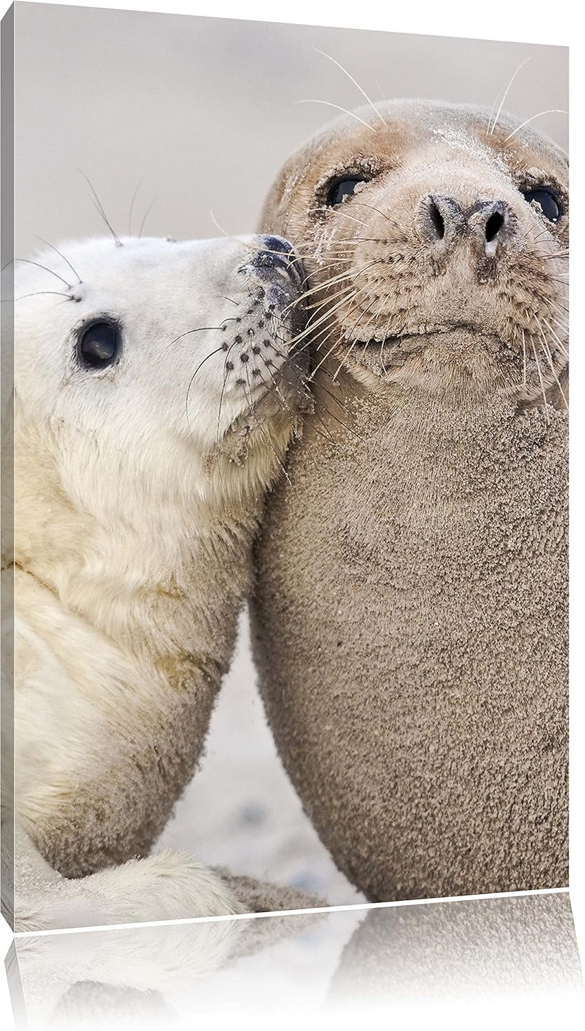 Pixxprint Schmusende Robben, Format: 40x60 auf hochkantiges Leinwand ...