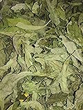 Amazon.com : Bitter Leaf Plant - Vernonia amygdalina. Great Herbal ...