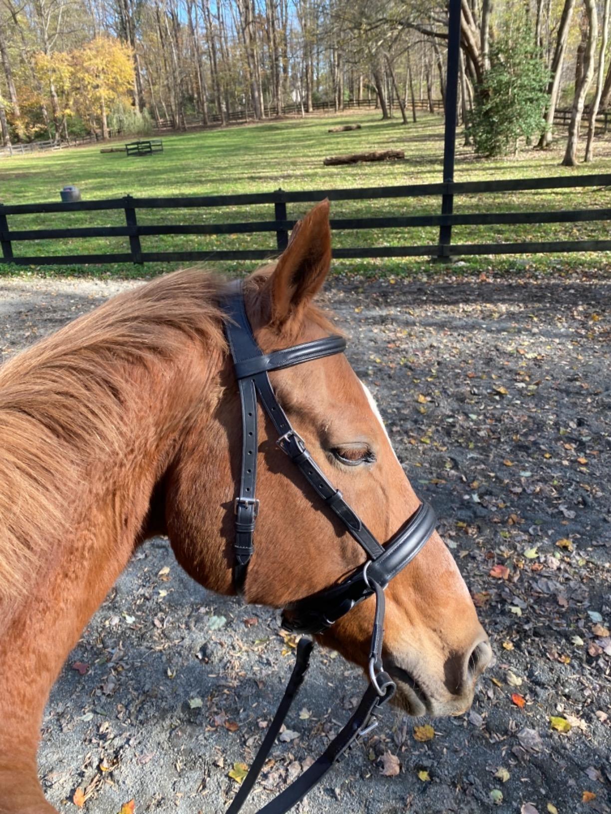 $17/mo - Finance Wonder Care Genuine English Leather Crossover ...