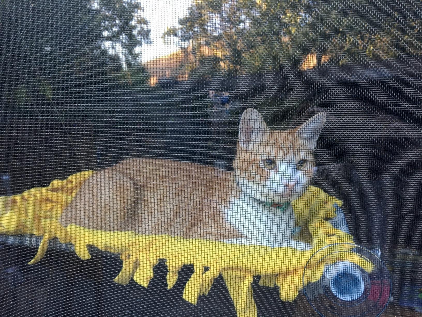 Pictures – Kitty Cot Original™