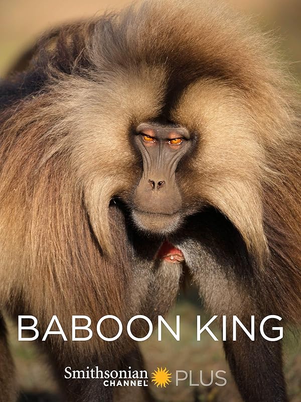 Amazon.com: Baboon King : Julie King: Movies & TV