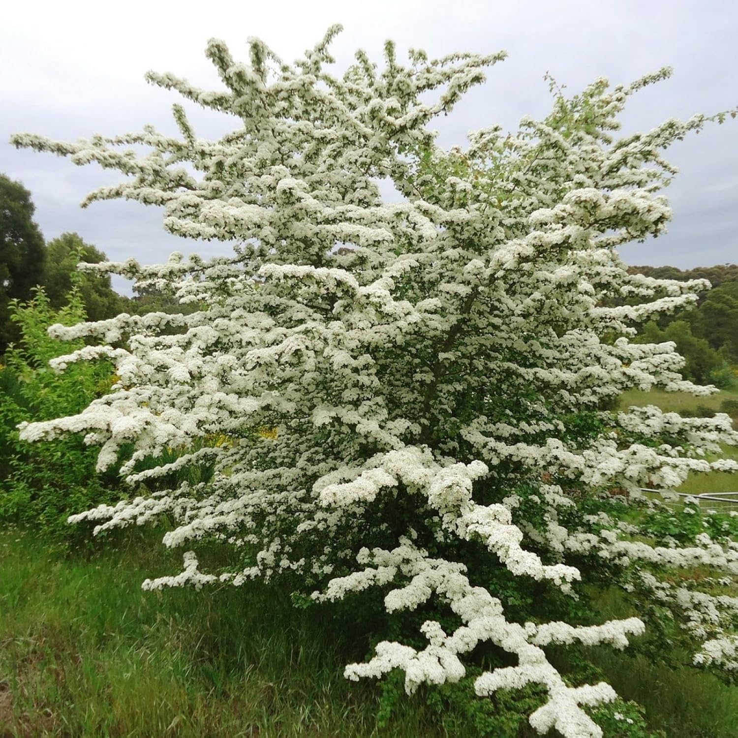 Amazon.com : English Hawthorn Crataegus Laevigata - 20+ Seeds : Garden ...