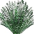 Amazon.com: Kocat 30PCS Preserved Natural Eucalyptus Stems - Realistic ...